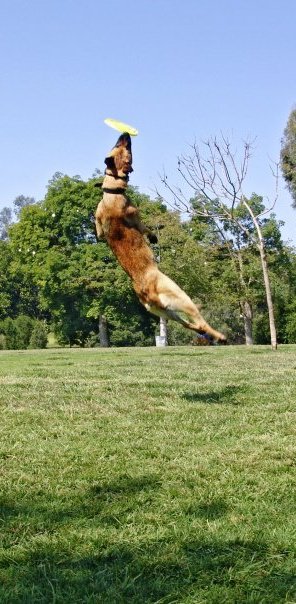 Who's Walking Who? Dog Training - San Diego, CA | Orange Book